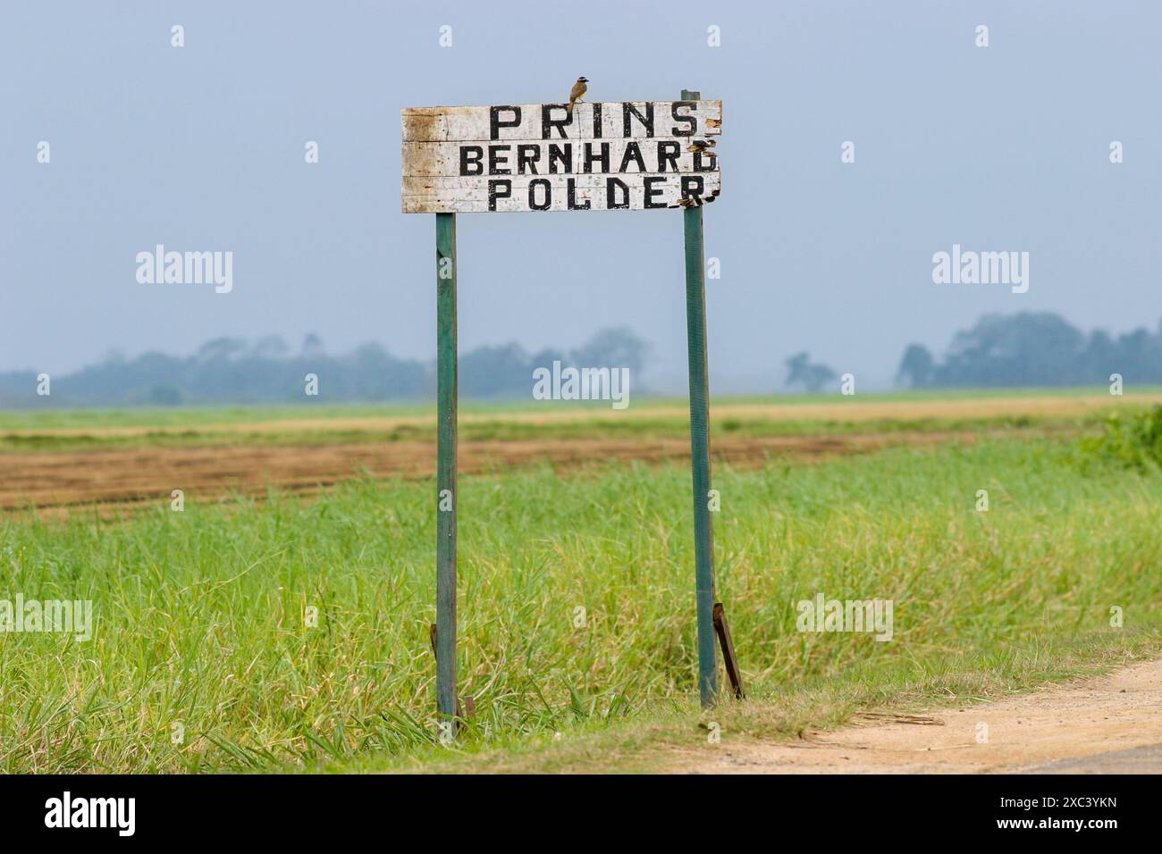 Suriname, rice fields in the Nickerie district, called Prins Bernard ...