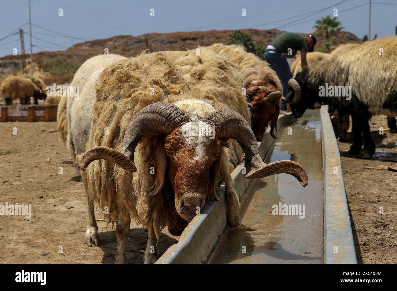 Sidon, Lebanon. 14th June, 2024. A sheep drinks at a livestock market ...