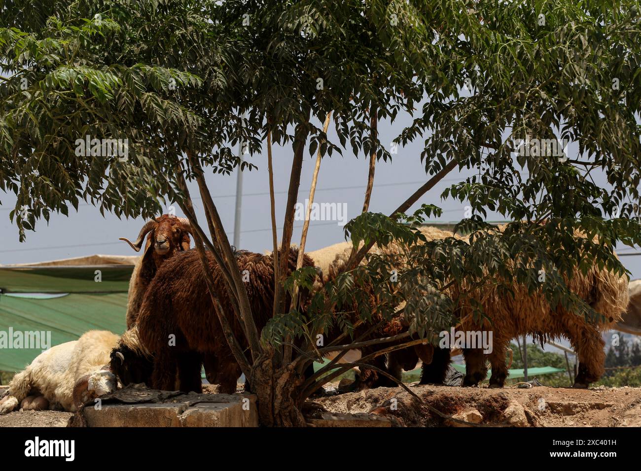 14 June 2024, Lebanon, Sidon: Sheeps are seen at a livestock market in ...