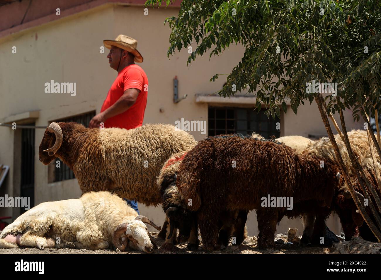14 June 2024, Lebanon, Sidon: Sheeps are seen at a livestock market in ...