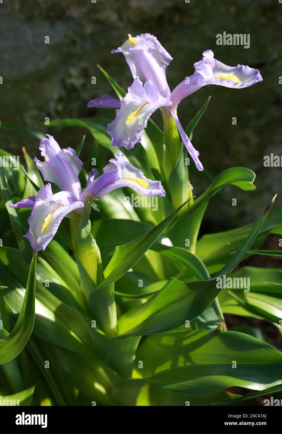 The Aucher-Éloy Iris, Iris aucheri "Leylek Lilac", Iridaceae. Turkey ...