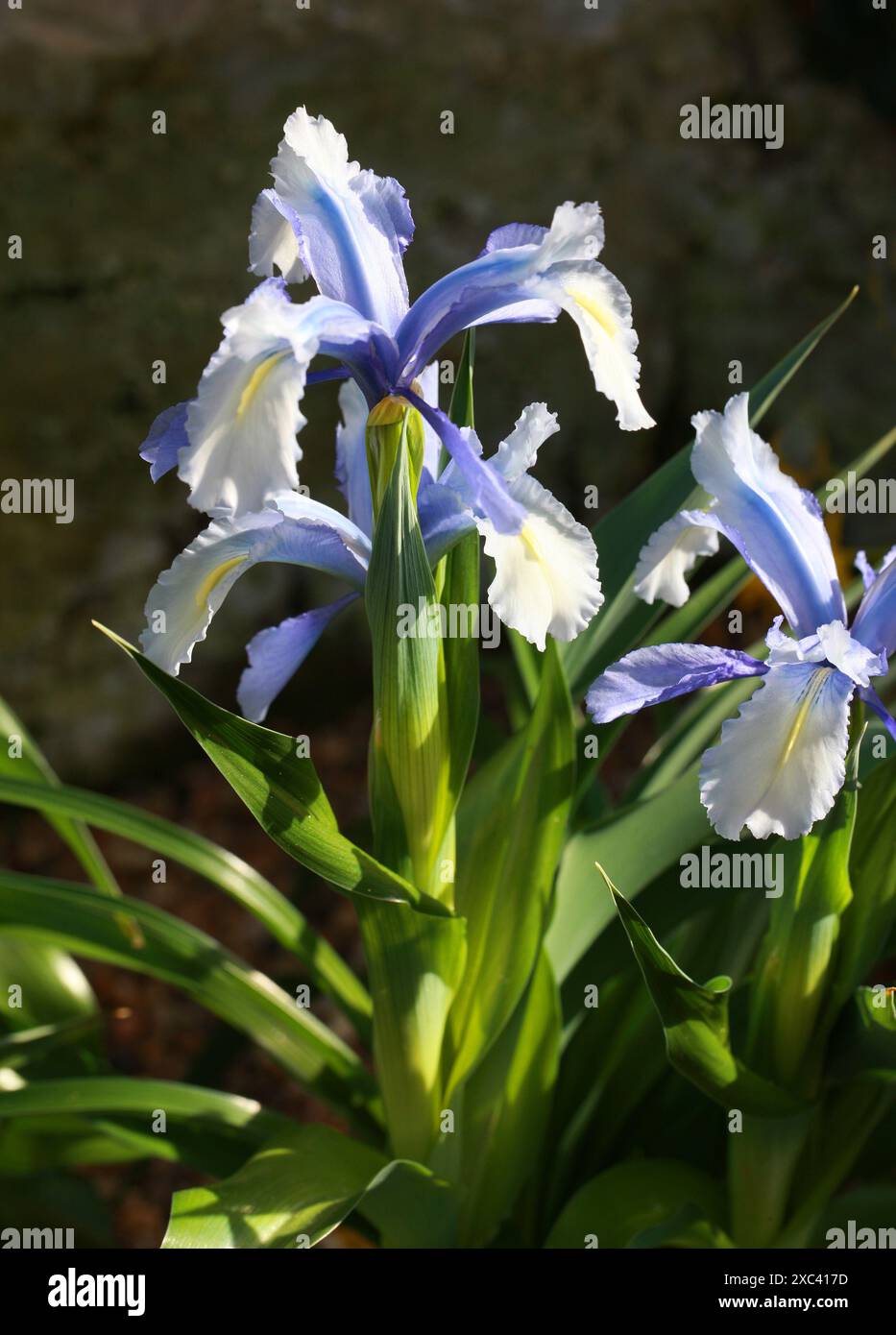 Family of the iris plants iridaceae hi-res stock photography and images ...