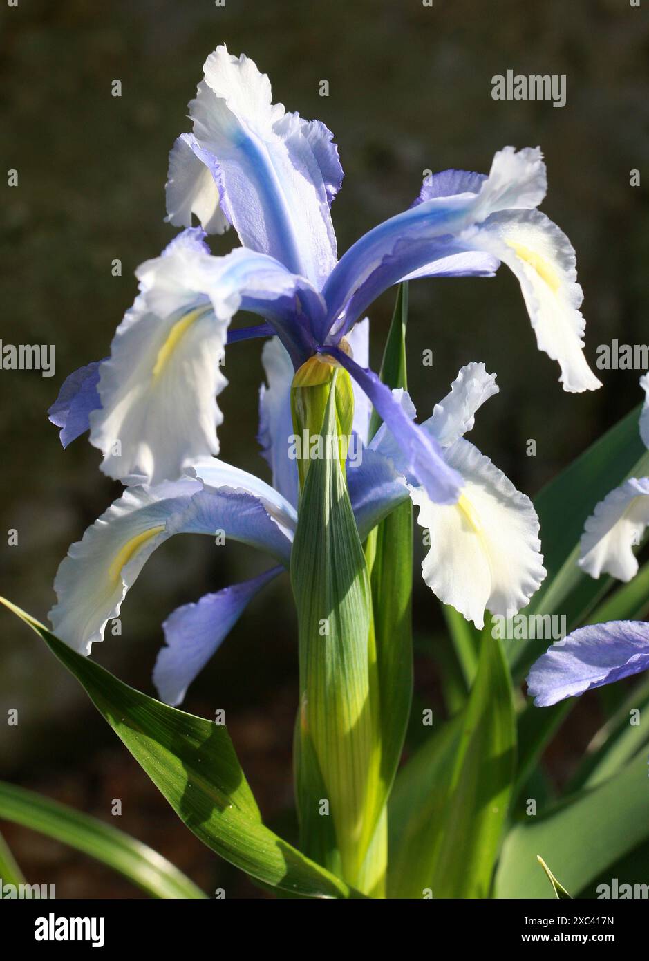 Aucher-Éloy Iris, Iris aucheri, Iridaceae. Turkey, Western Asia. Iris ...