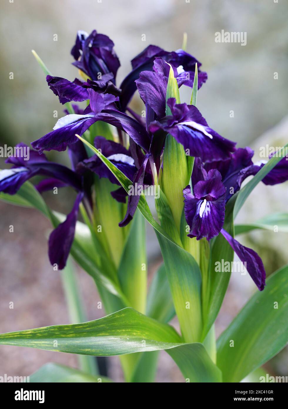 Aucher-Éloy Iris "Olof", Iris aucheri "Olof", Iridaceae. Turkey ...