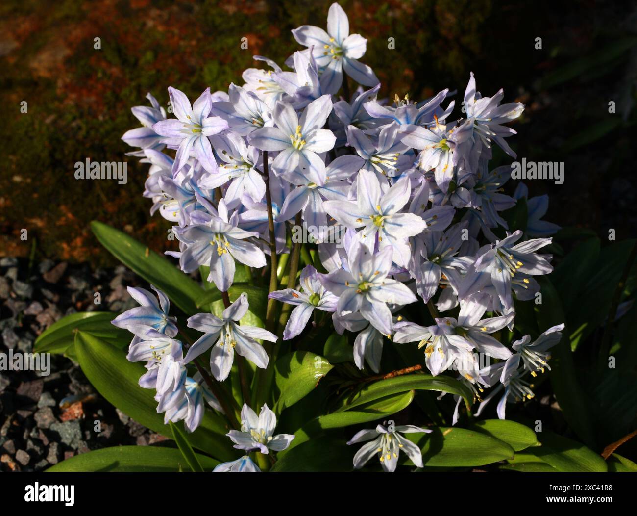 Tubergen Squill, Scilla mischtschenkoana, Scilloideae, Asparagaceae ...