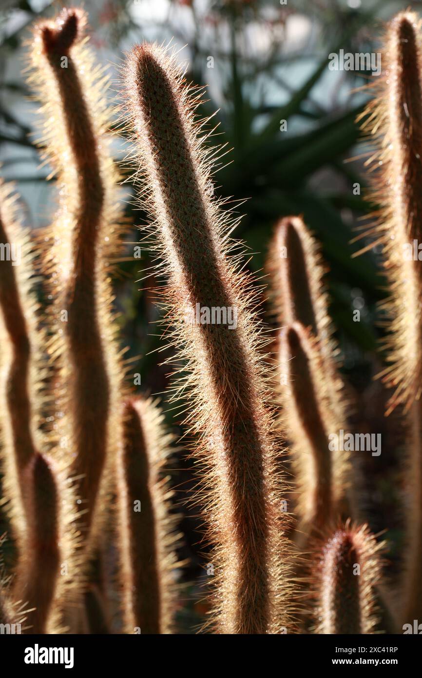 Backlit Cactus, Cleistocactus candelilla, Cactaceae. Bolivia, South ...