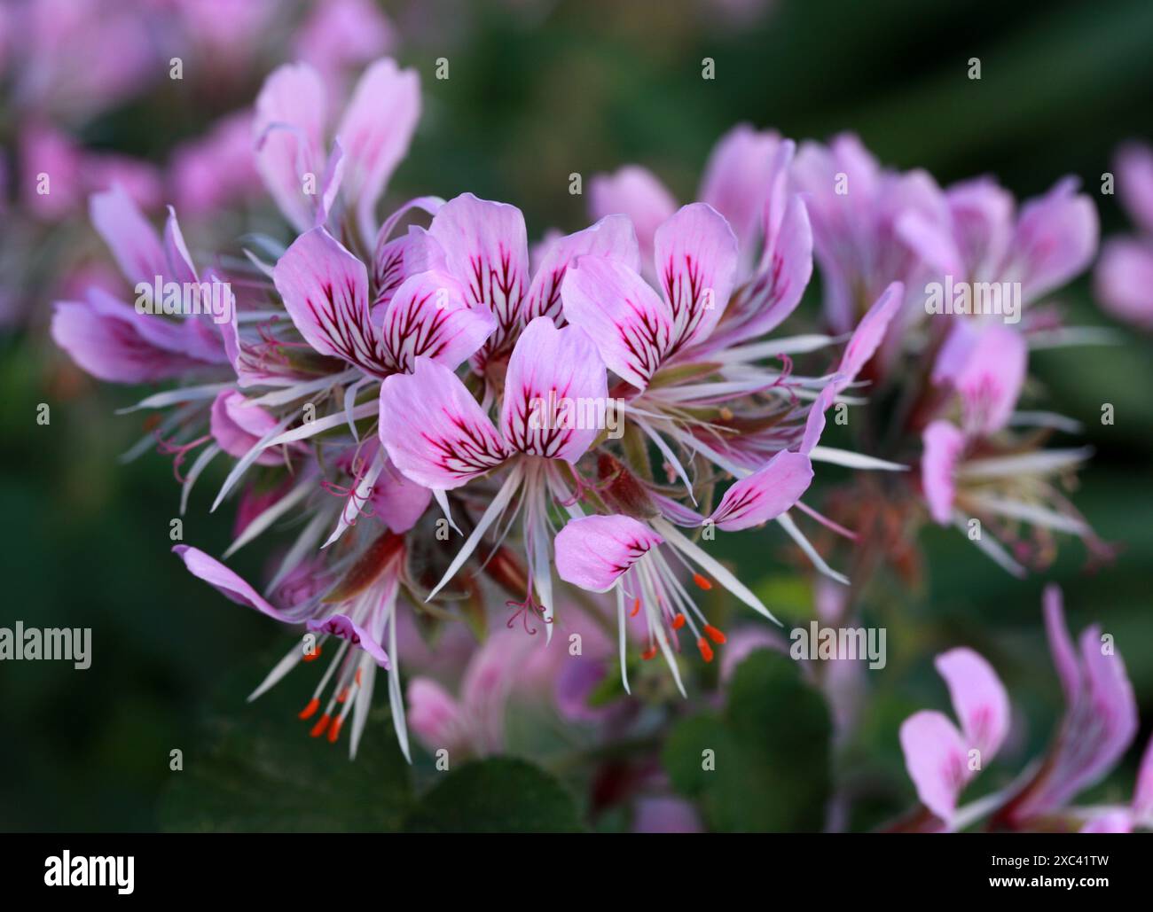 Heart leaved pelargonium hi-res stock photography and images - Alamy