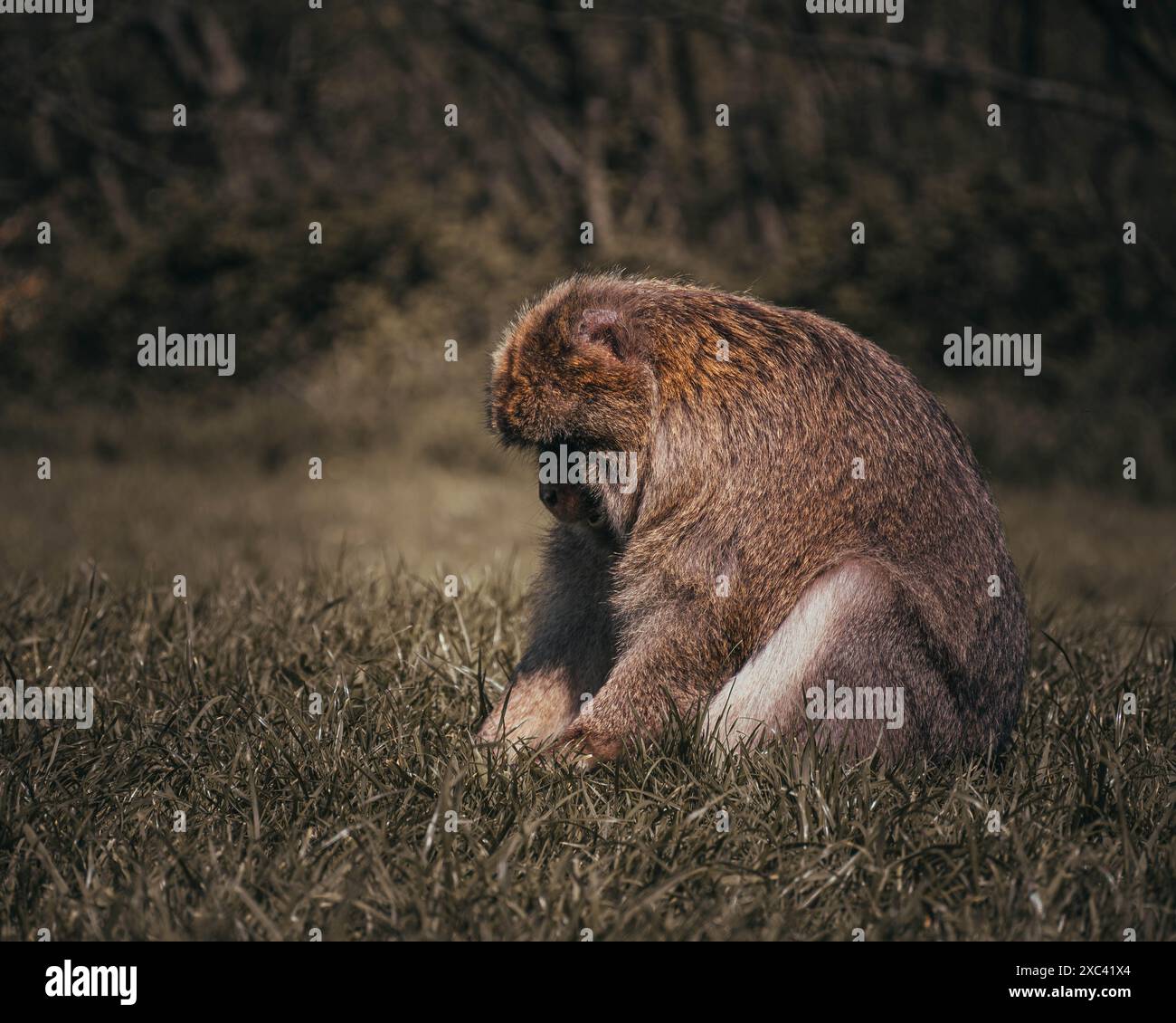 Macaque monkeys playing, eating, and having fun Stock Photo - Alamy