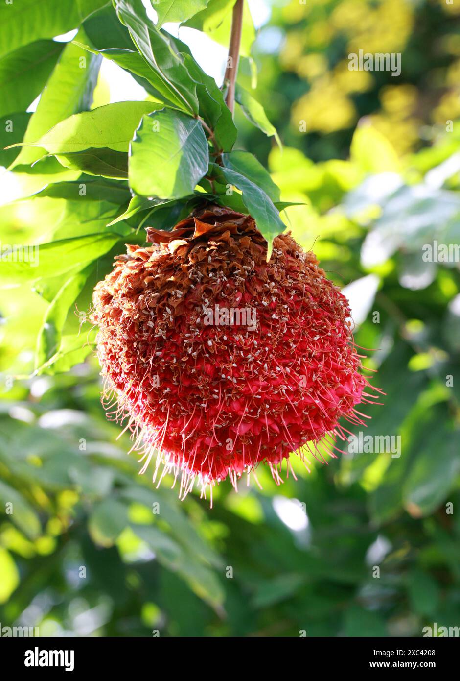 Rose of Venezuela or Scarlet Flame Bean, Brownea grandiceps, Fabaceae ...