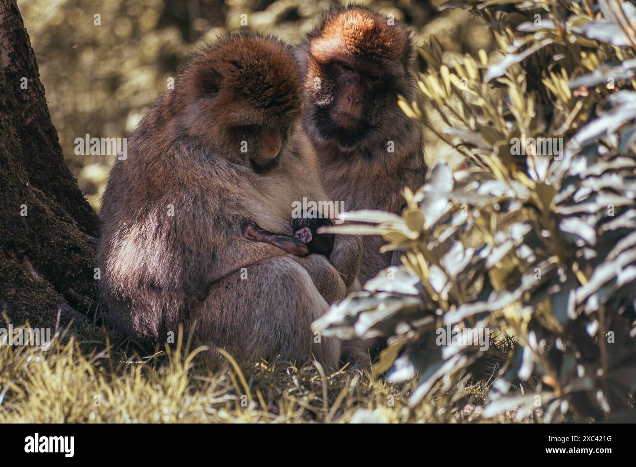 Macaque monkeys playing, eating, and having fun Stock Photo - Alamy