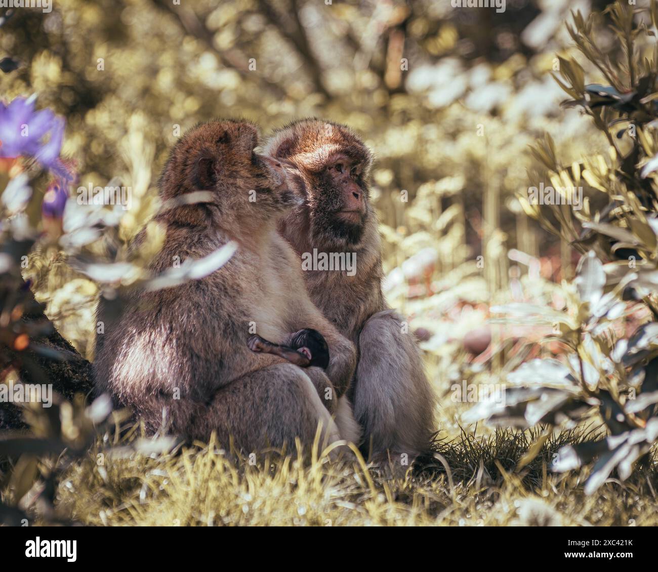 Monkey babies playing together hi-res stock photography and images - Alamy