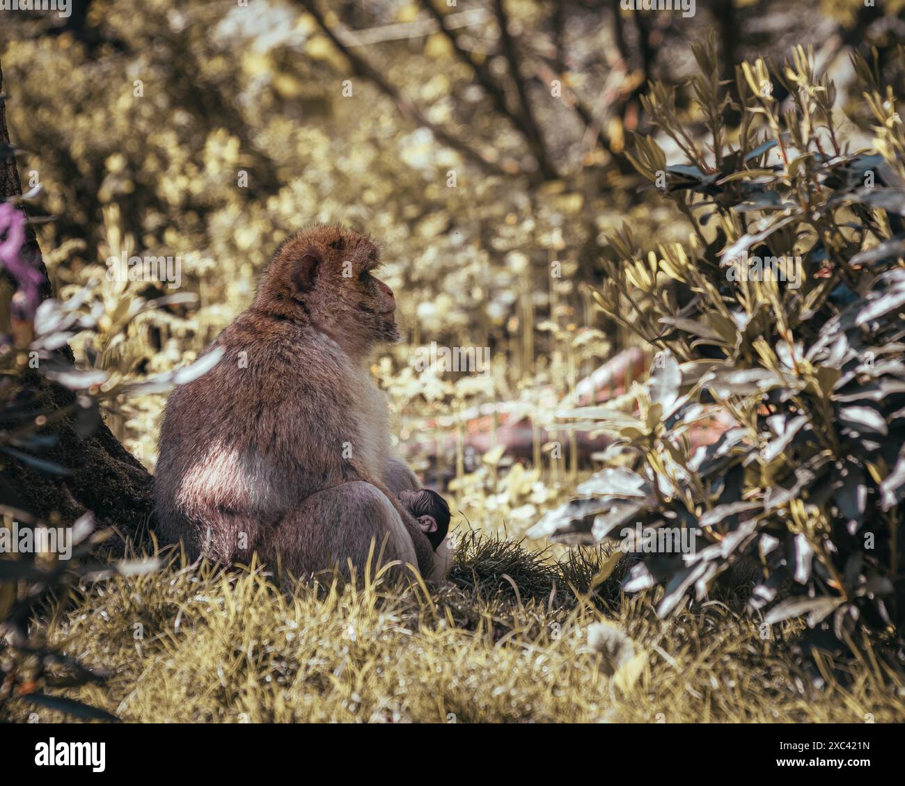 Macaque monkeys playing, eating, and having fun Stock Photo - Alamy