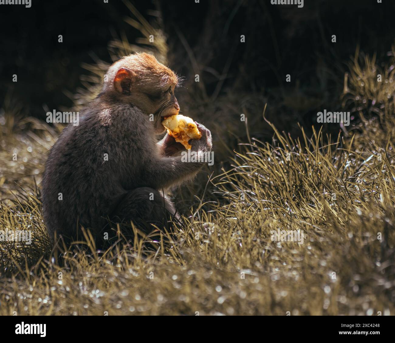Monkey babies playing together hi-res stock photography and images - Alamy