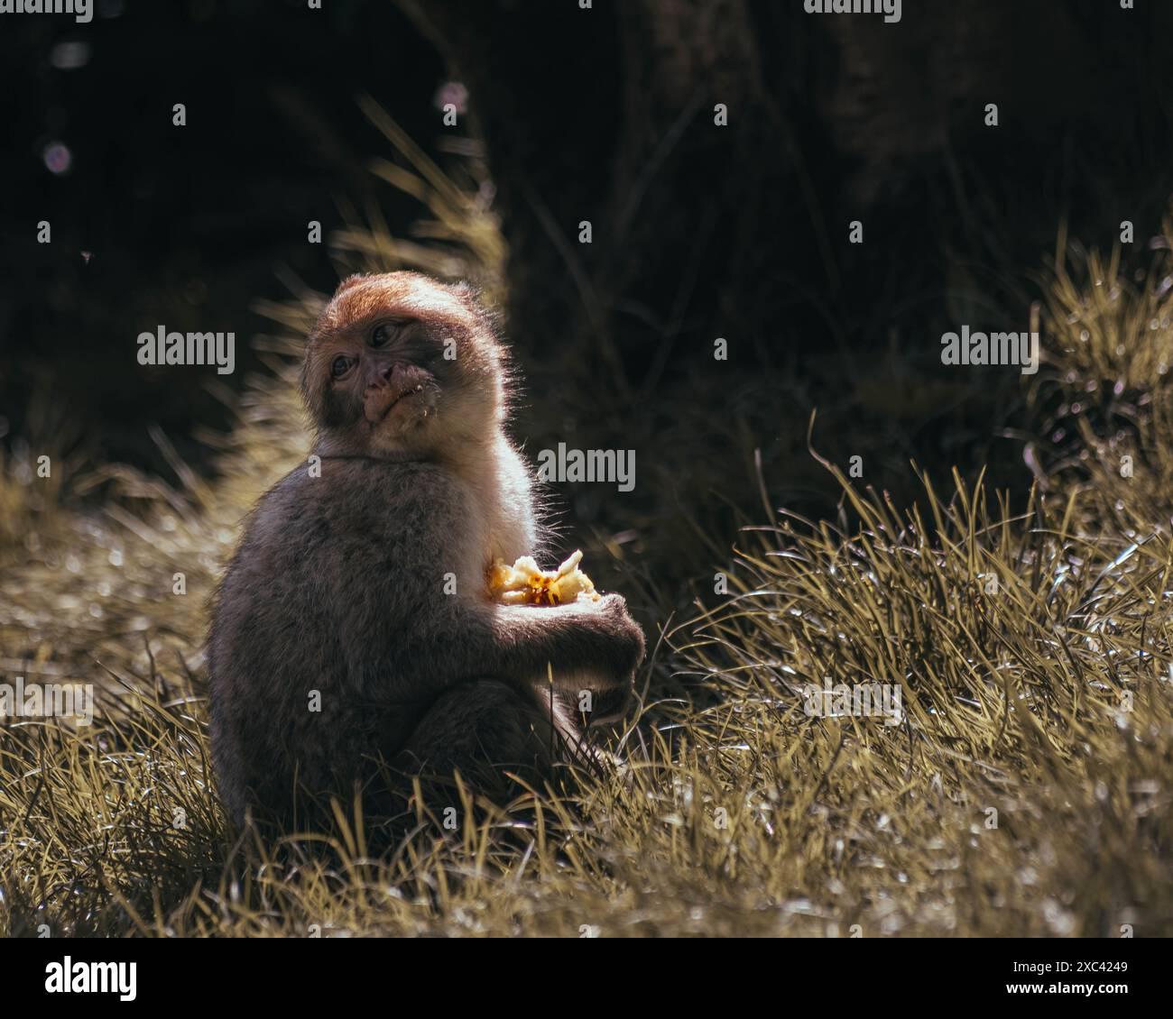 Macaque monkeys playing, eating, and having fun Stock Photo - Alamy
