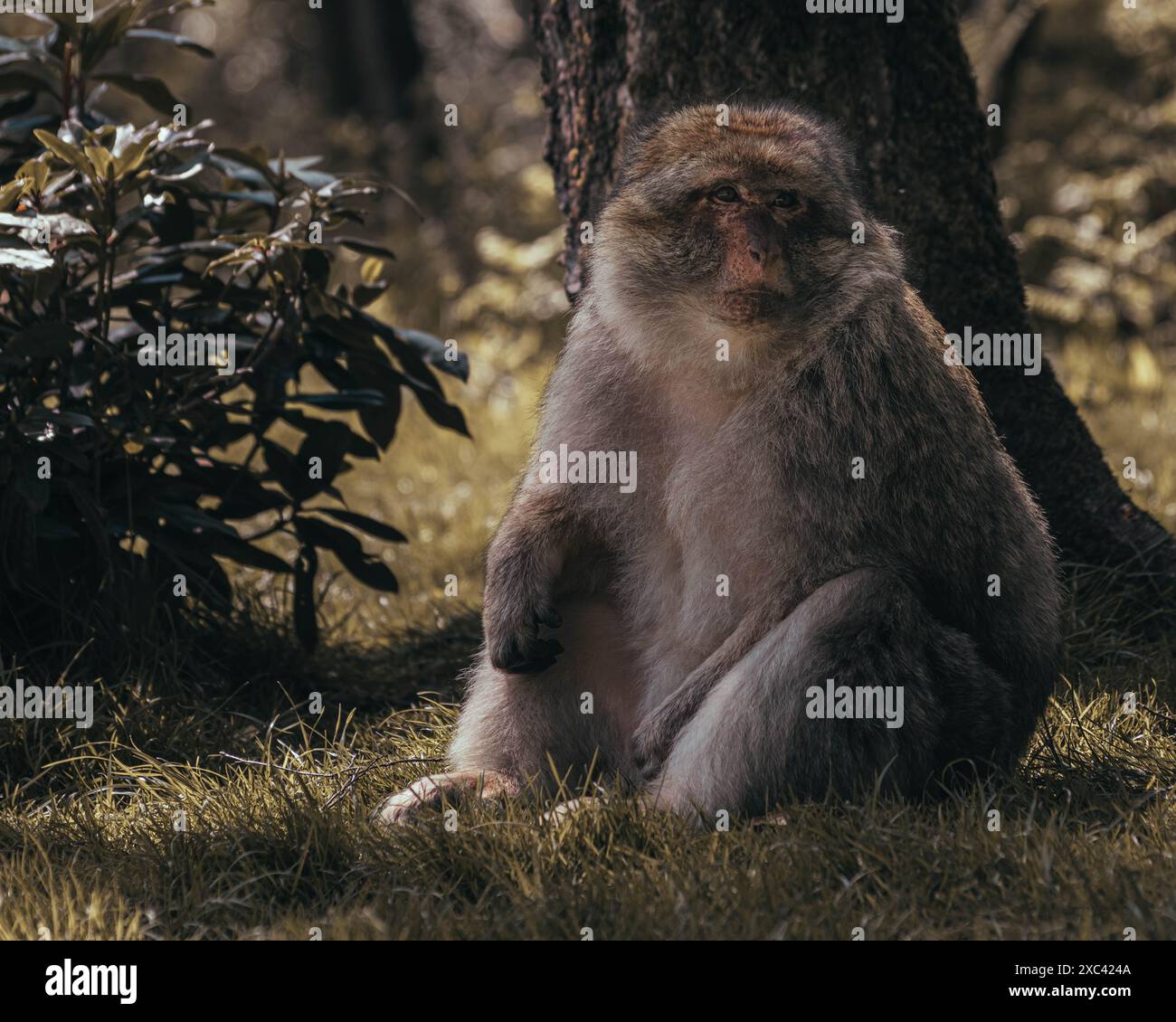 Macaque monkeys playing, eating, and having fun Stock Photo - Alamy