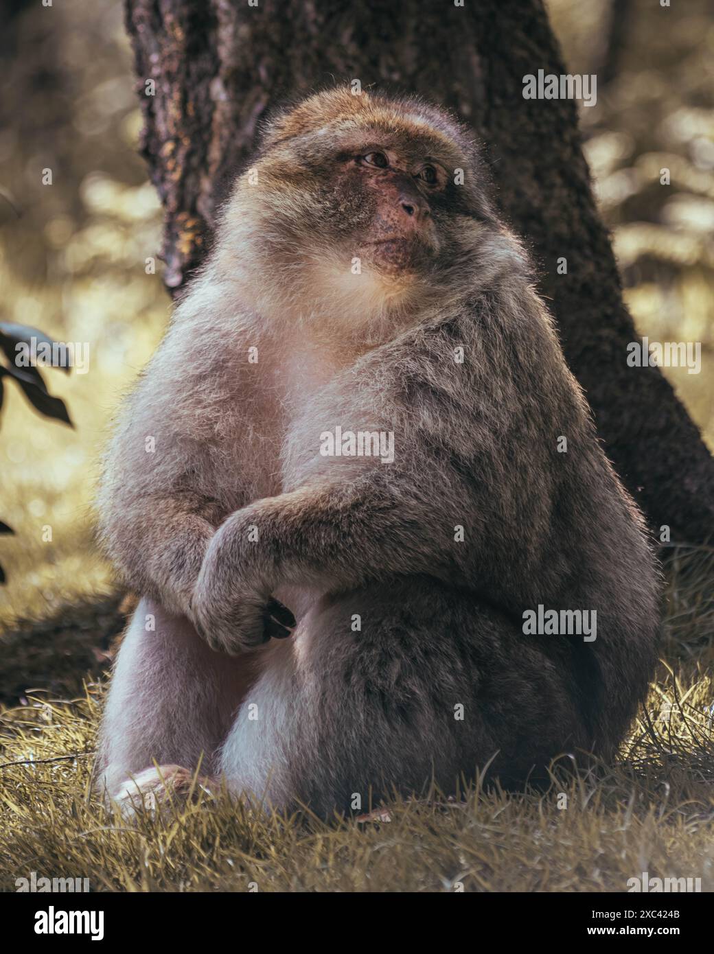 Wild macaque monkeys hi-res stock photography and images - Alamy