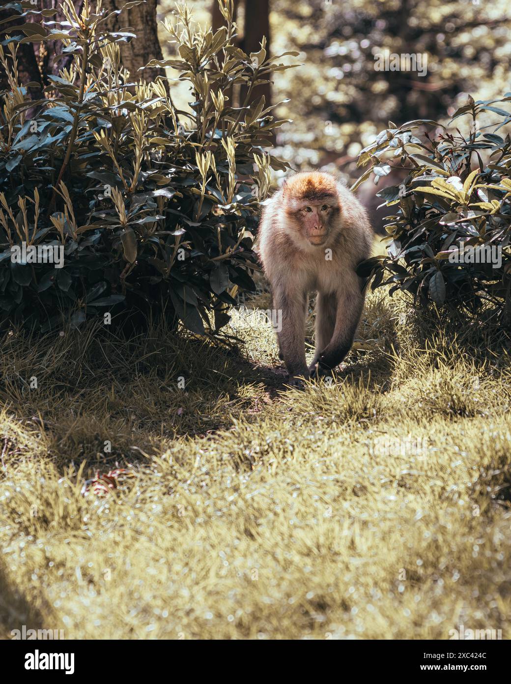 Monkeys sleeping together hi-res stock photography and images - Alamy