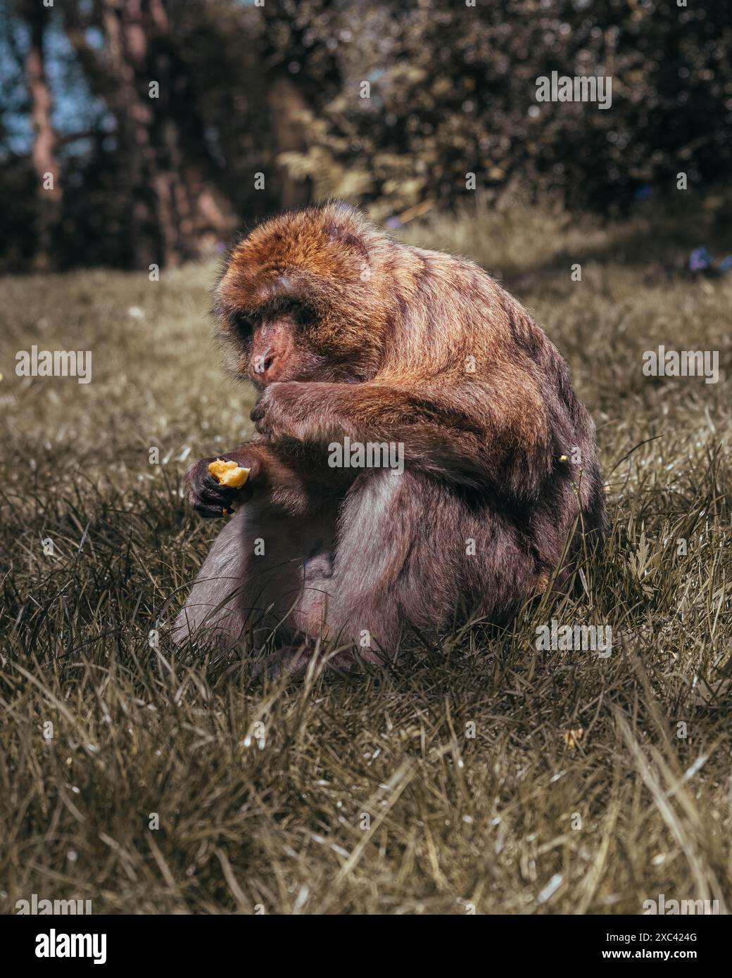 Macaque monkeys playing, eating, and having fun Stock Photo - Alamy