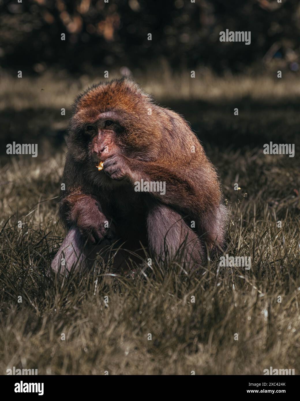 Macaque monkeys playing, eating, and having fun Stock Photo - Alamy