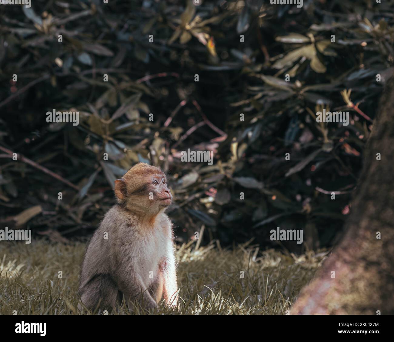 Macaque monkeys playing, eating, and having fun Stock Photo - Alamy