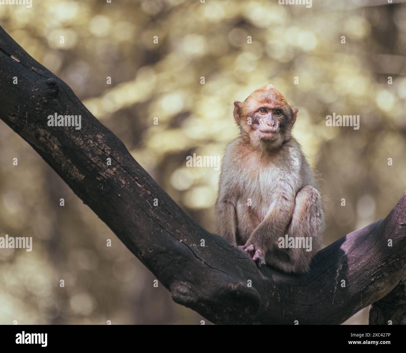Macaque monkeys playing, eating, and having fun Stock Photo - Alamy