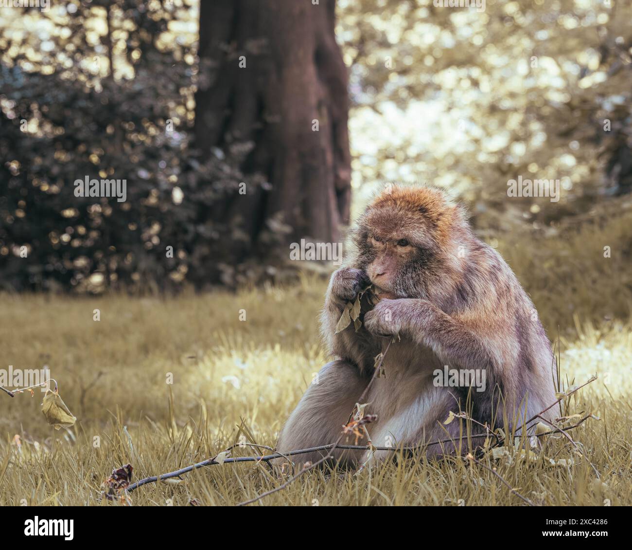 Monkey babies playing together hi-res stock photography and images - Alamy