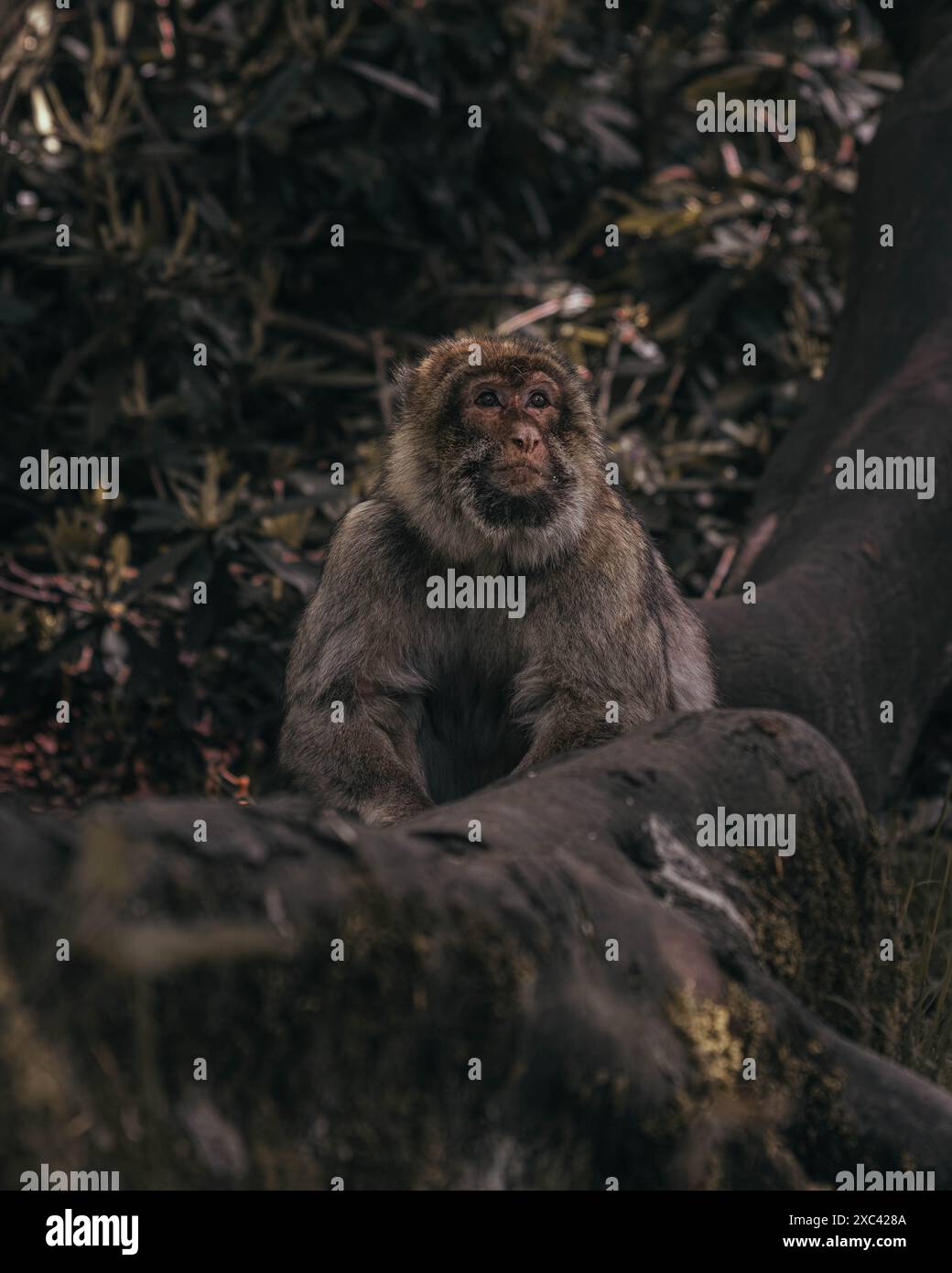 Macaque monkeys playing, eating, and having fun Stock Photo - Alamy