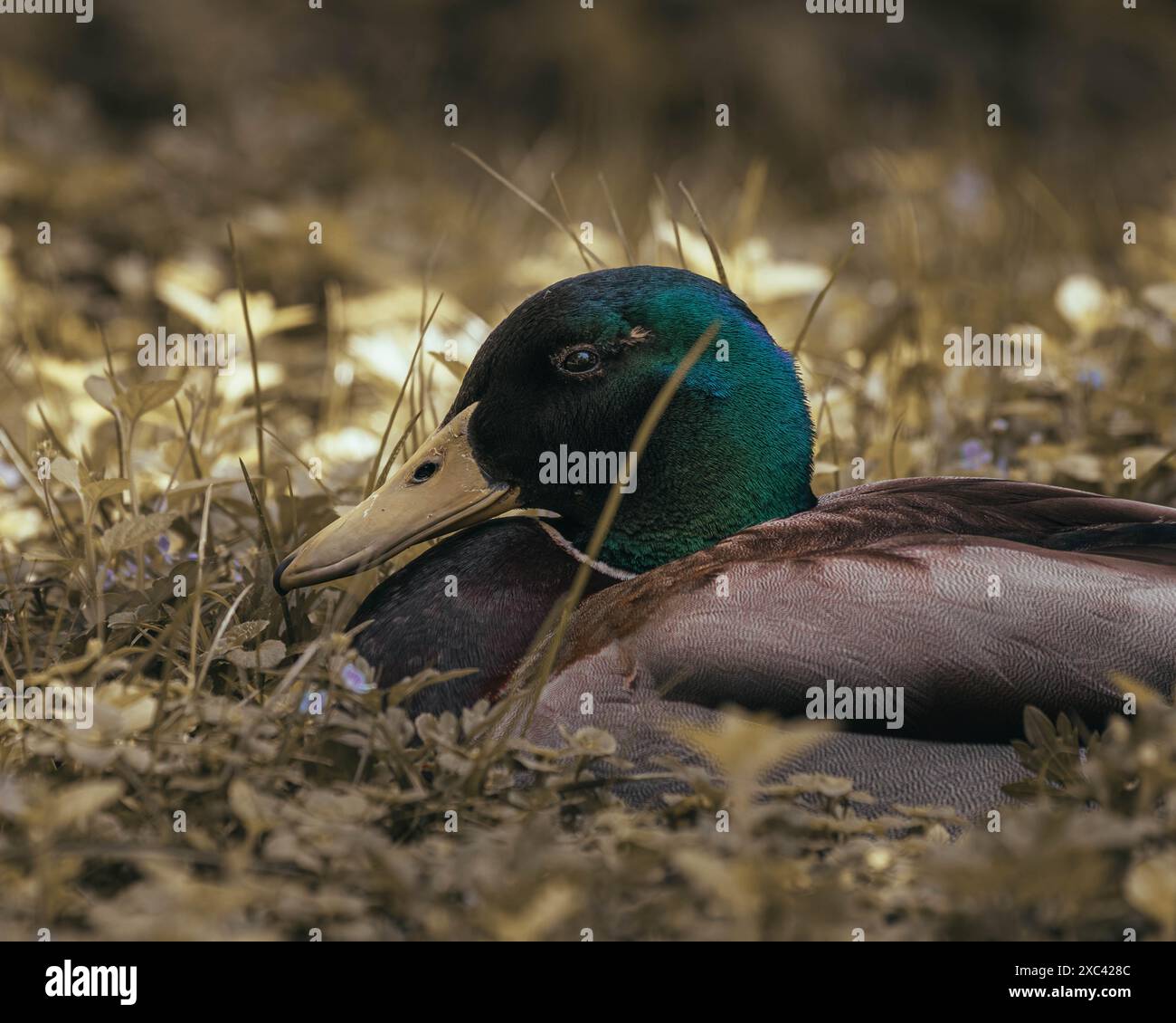 Pretty mating male duck hi-res stock photography and images - Alamy