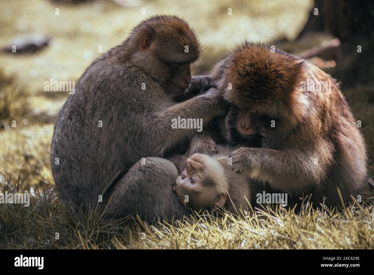 Macaque monkeys playing, eating, and having fun Stock Photo - Alamy