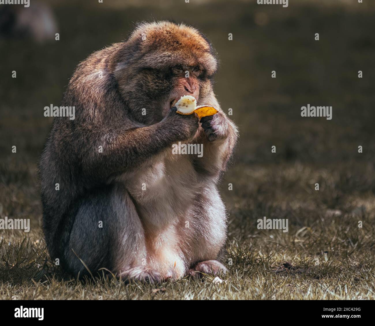 Macaque monkeys playing, eating, and having fun Stock Photo - Alamy