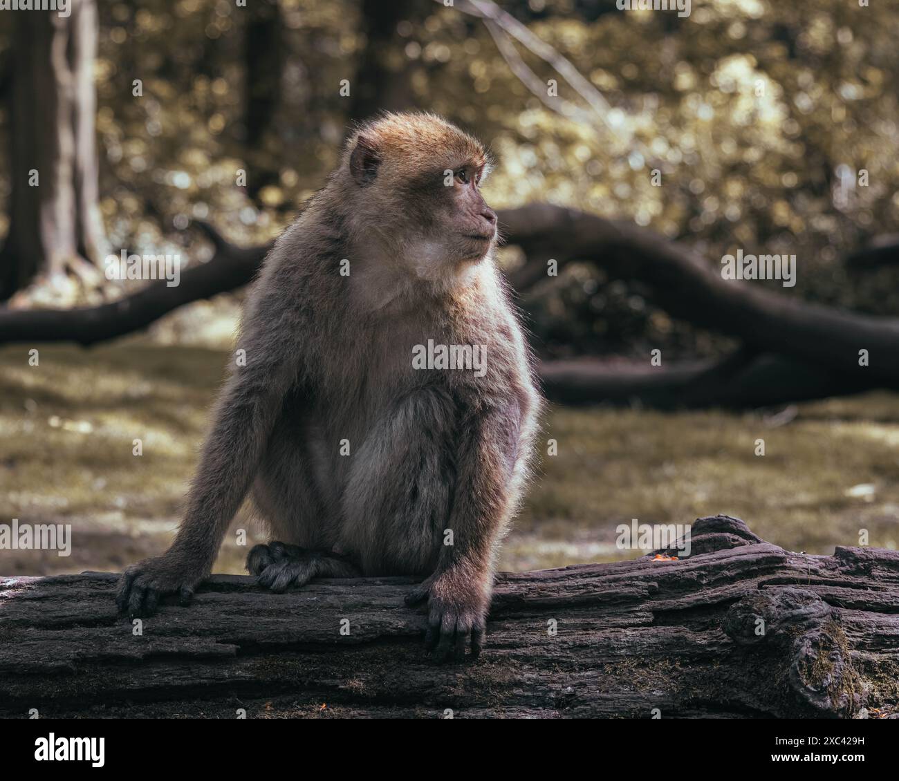 Macaque monkeys playing, eating, and having fun Stock Photo - Alamy