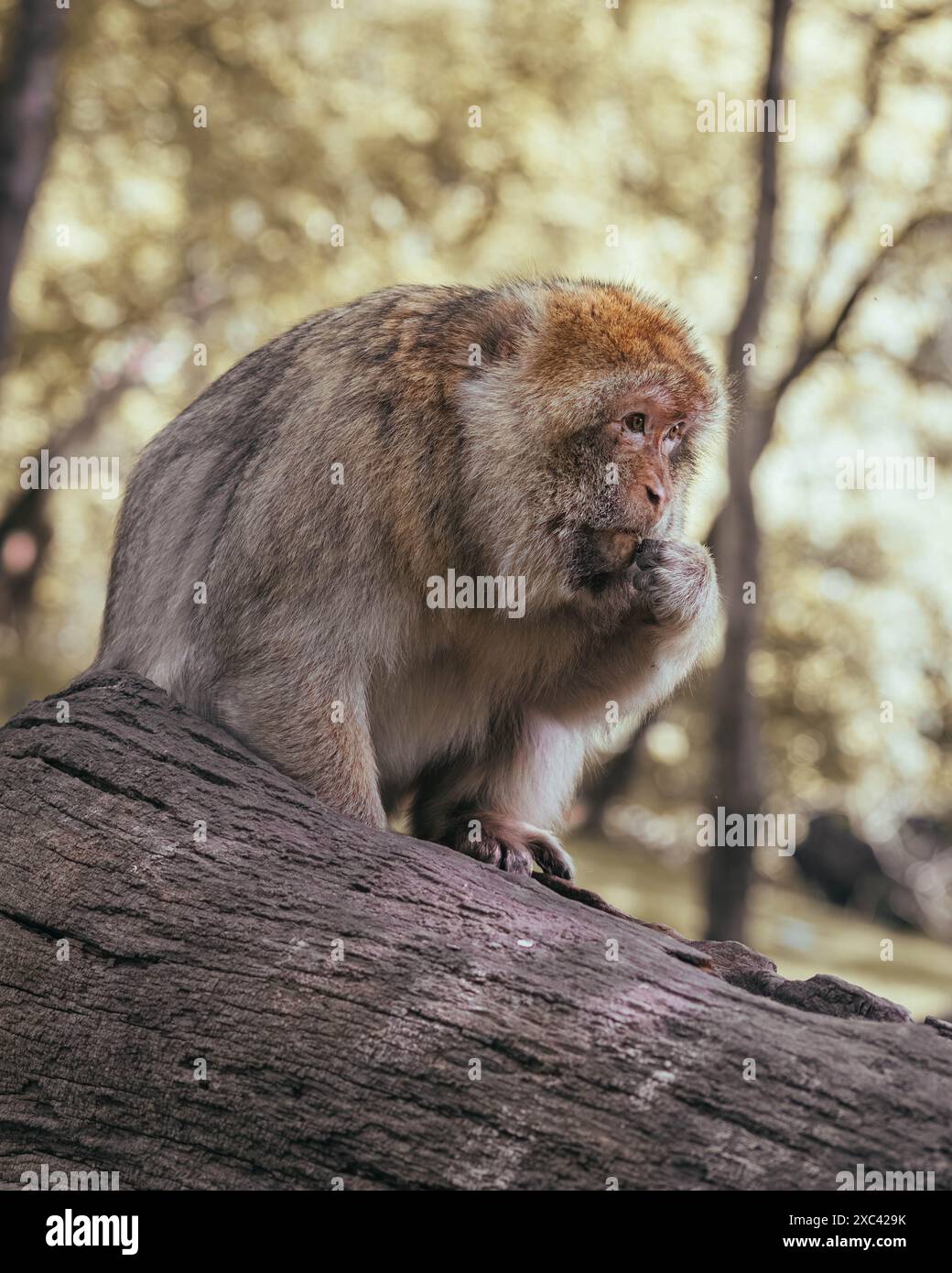 Monkeys sleeping together hi-res stock photography and images - Alamy