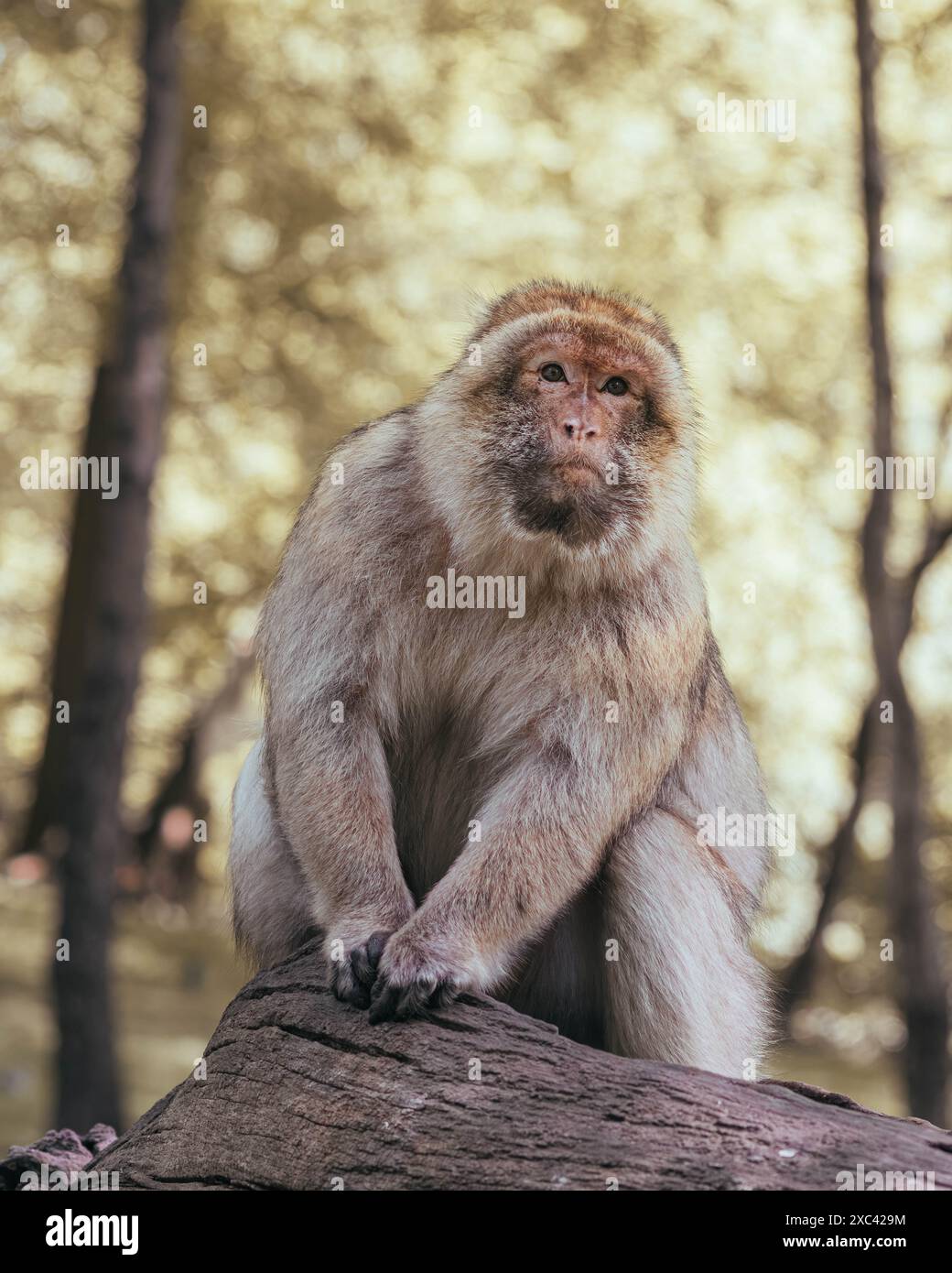 Macaque monkeys playing, eating, and having fun Stock Photo - Alamy