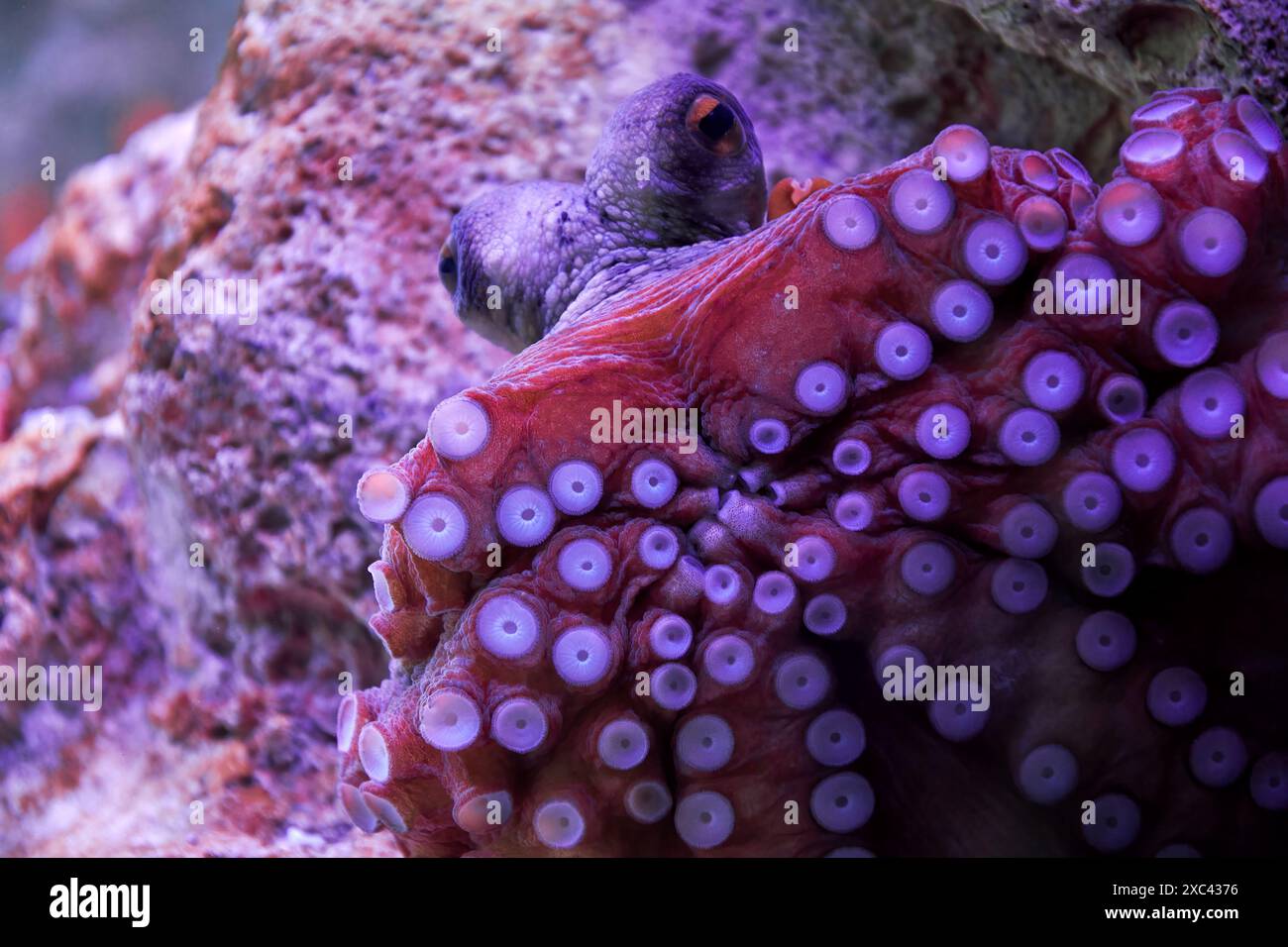 Curious octopus gazing at camera deep underwater. Animals in the wild ...