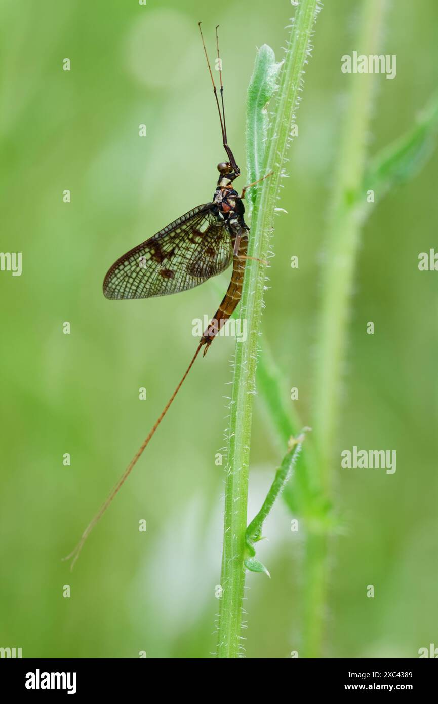 Uk shadfly hi-res stock photography and images - Alamy