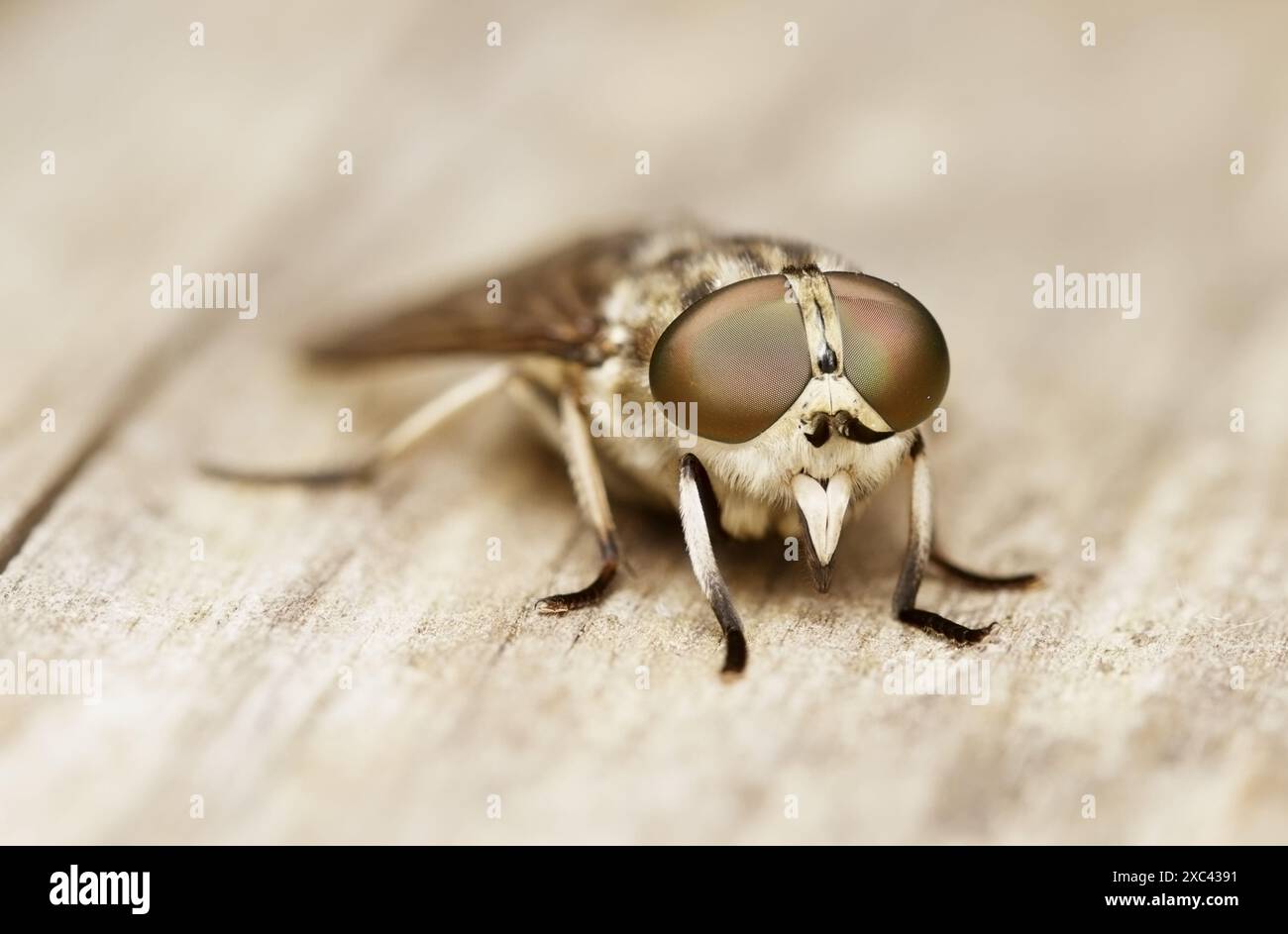 Pale giant horsefly tabanus bovinus hi-res stock photography and images ...
