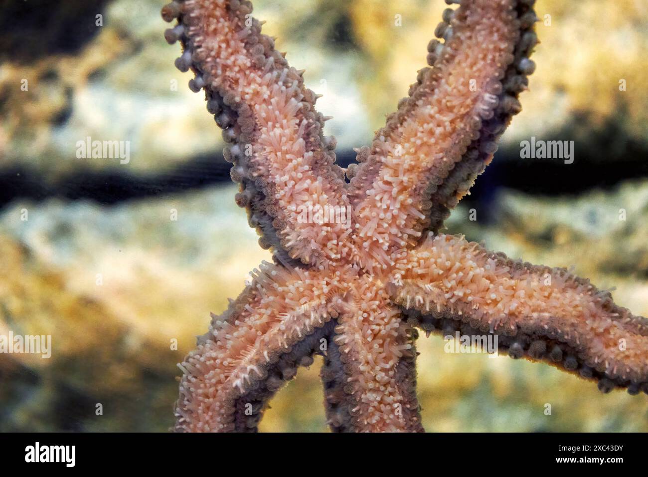 Flat starfish bottom view deep underwater. Animals in the wild Stock ...