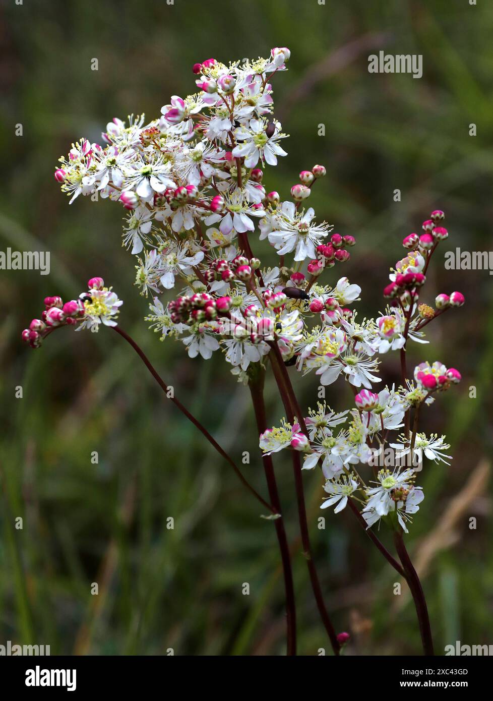Filipendula vulgaris hi-res stock photography and images - Alamy