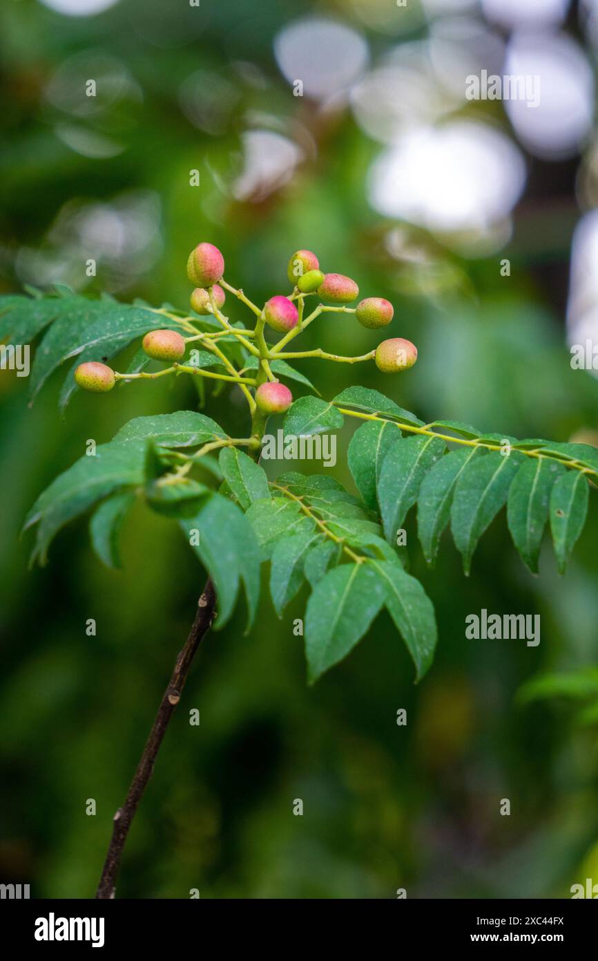 Curry leaf tree hi-res stock photography and images - Alamy