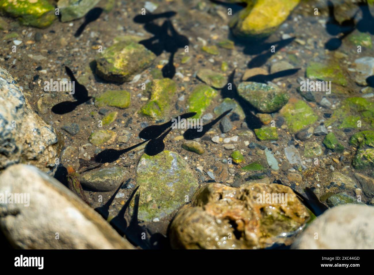 Footage of black tadpoles swimming in freshwater pond in Uttarakhand ...