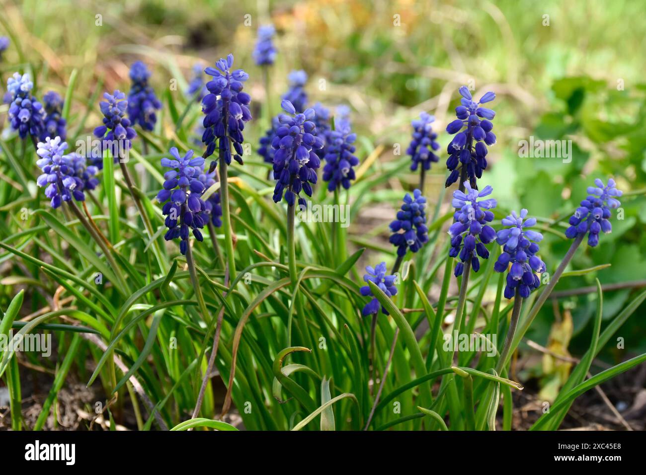 Grape hyacinth, muscari blue flowers grow in spring meadow among green ...