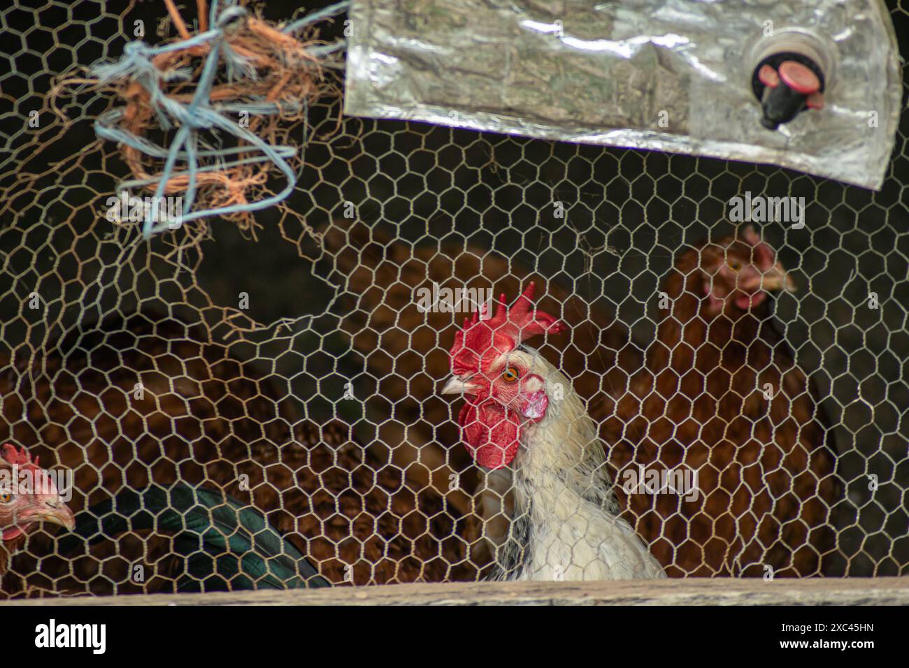hens in a chicken coop enclosed with a wire mesh in a rural area Stock ...
