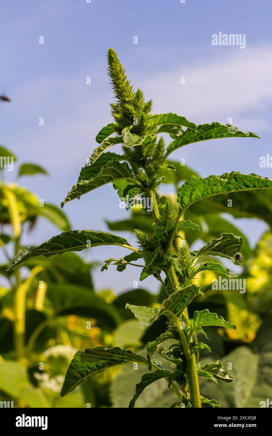 Green amaranth Amaranthus hybridus in flower. Plant in the family ...