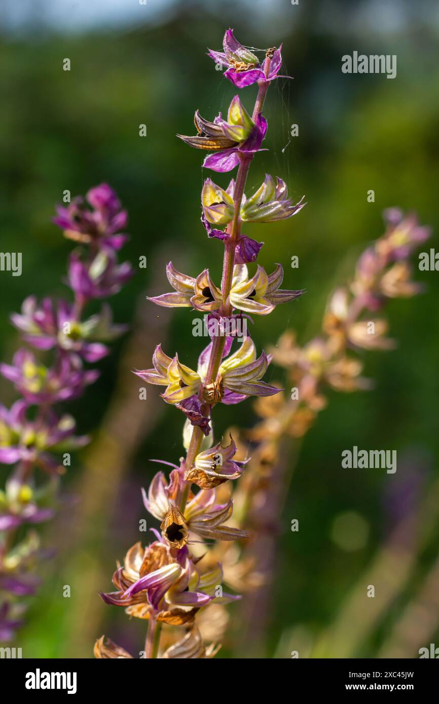 Deep violet-blue flowers, Salvia nemorosa Ostfriesland. Tall purple ...