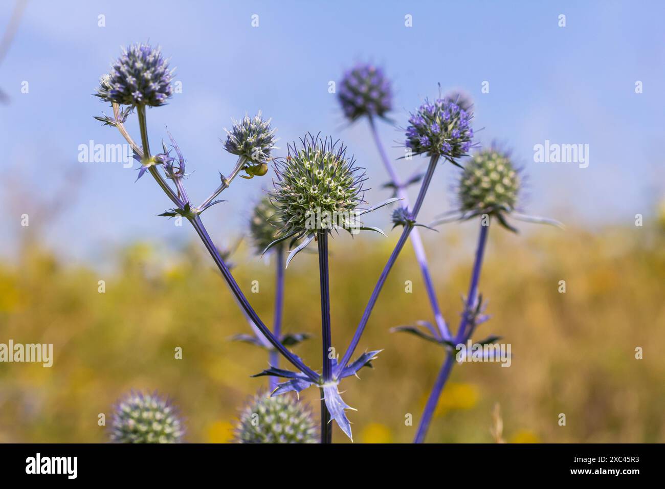 Eryngium Planum Or Blue Sea Holly - Flower Growing On Meadow. Wild Herb ...