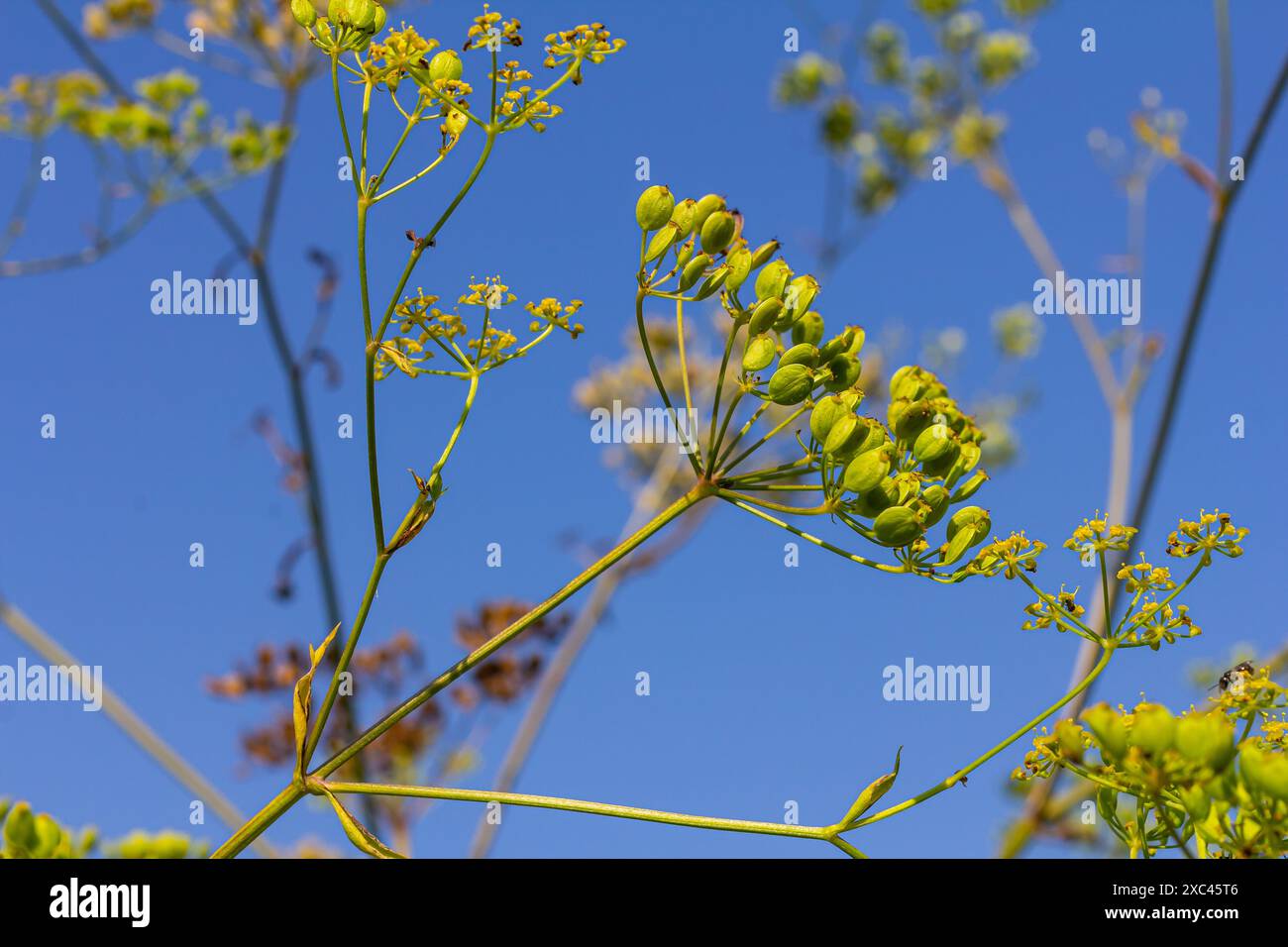 Pastinaca sativa subsp urens hi-res stock photography and images - Alamy