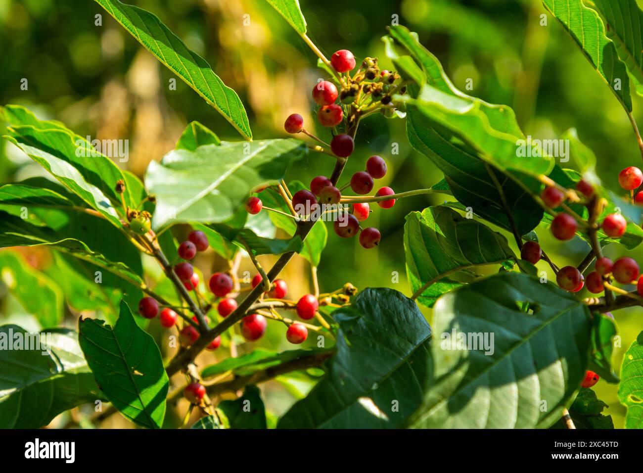 Branches of Frangula alnus with black and red berries. Fruits of ...
