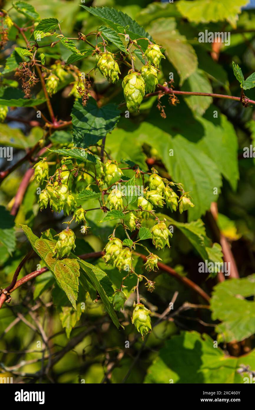 Hop cones grow on the stem of the plant Stock Photo - Alamy