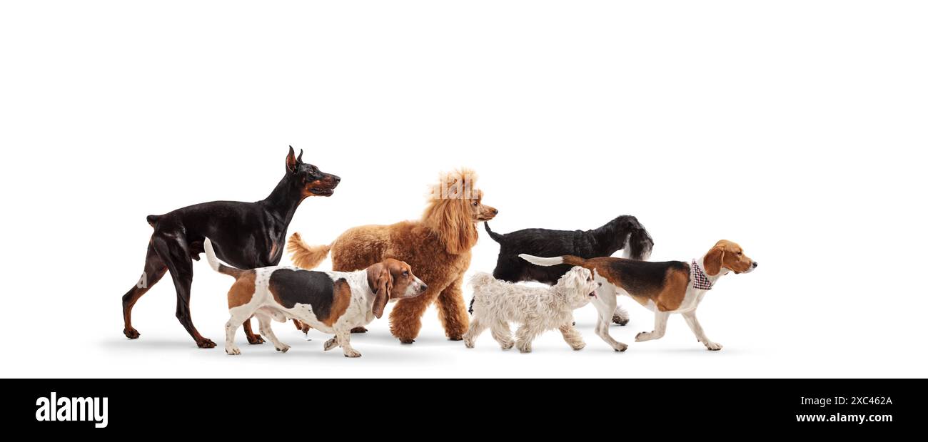Group of different pedigreed dogs walking isolated on white background ...