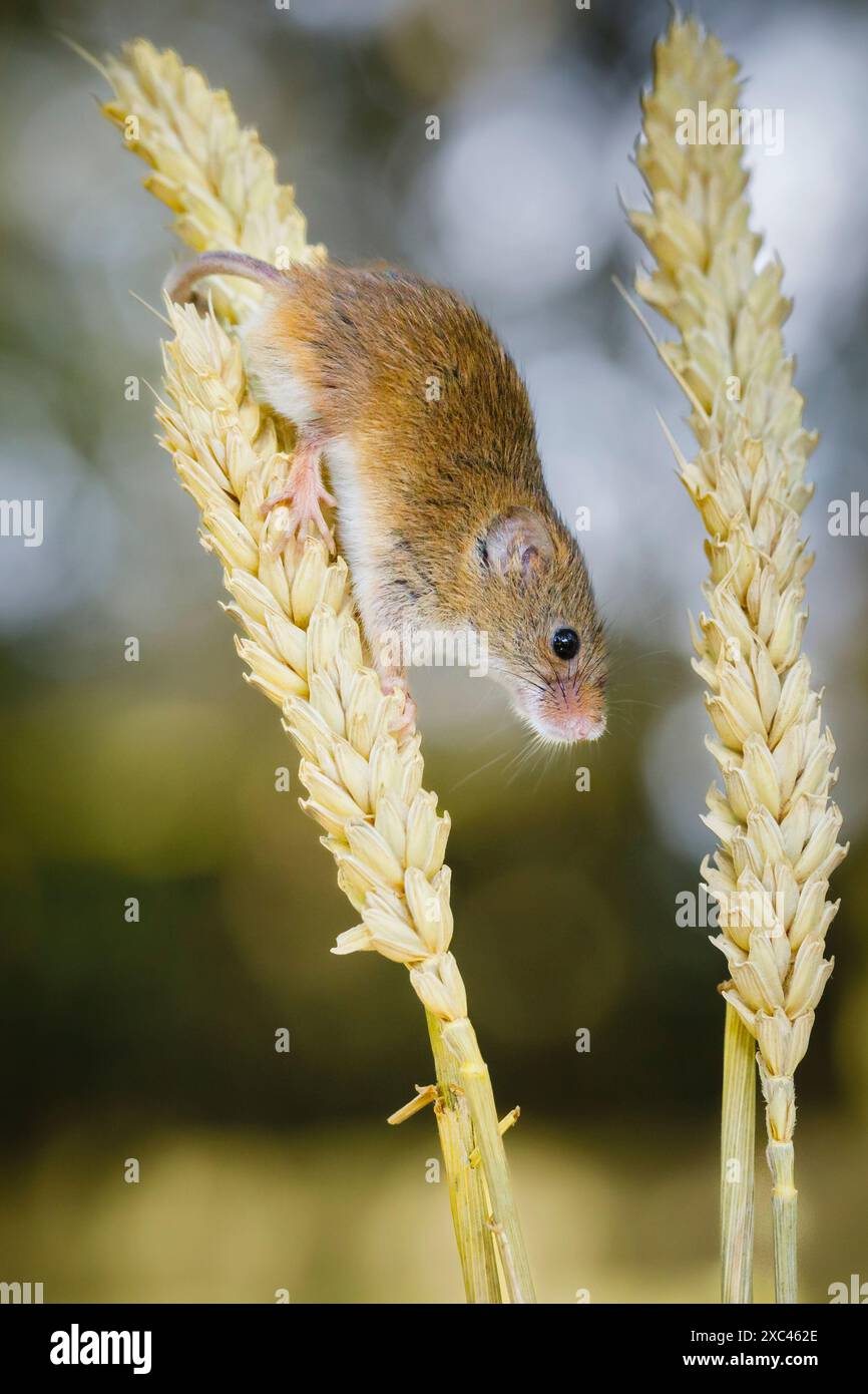 Native common mouse ear hi-res stock photography and images - Alamy